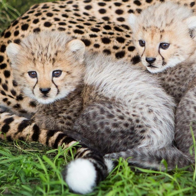 Fota Island Wildlife Park | Activites and Things to do in Fota