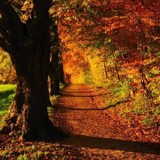Autumn Breaks Cork | Fota Island Resort | Luxury Hotel Offers